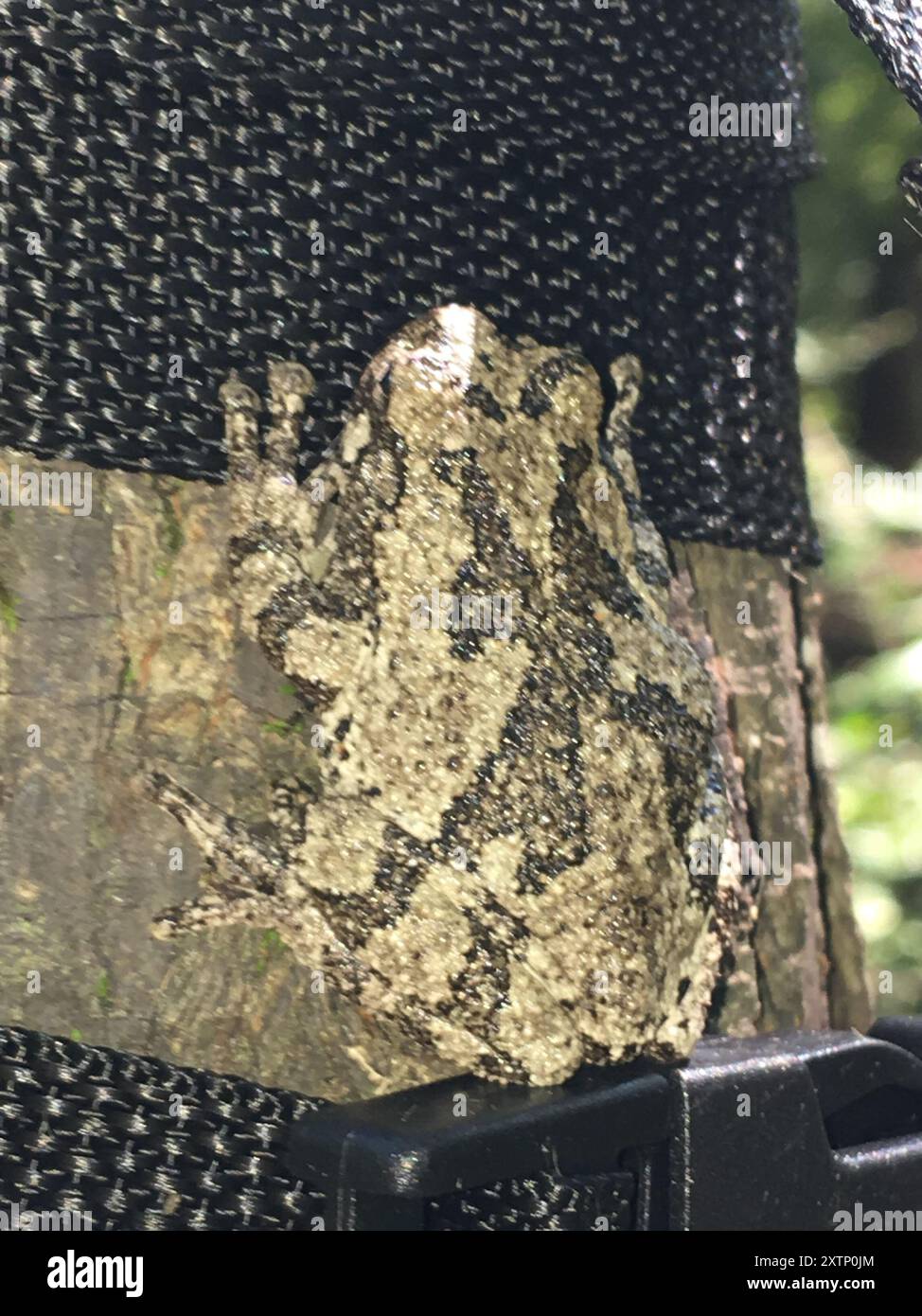 Cope's Gray Treefrog (Hyla chrysoscelis) Amphibia Stock Photo - Alamy