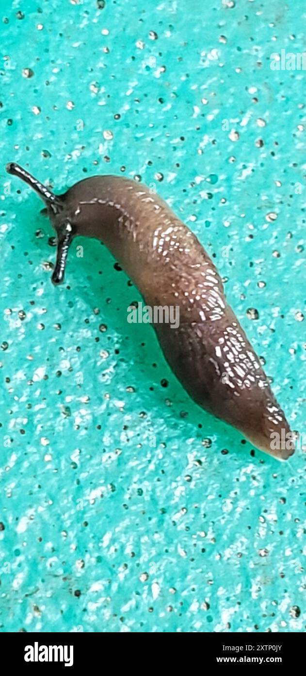 Meadow Slug (Deroceras laeve) Mollusca Stock Photo - Alamy