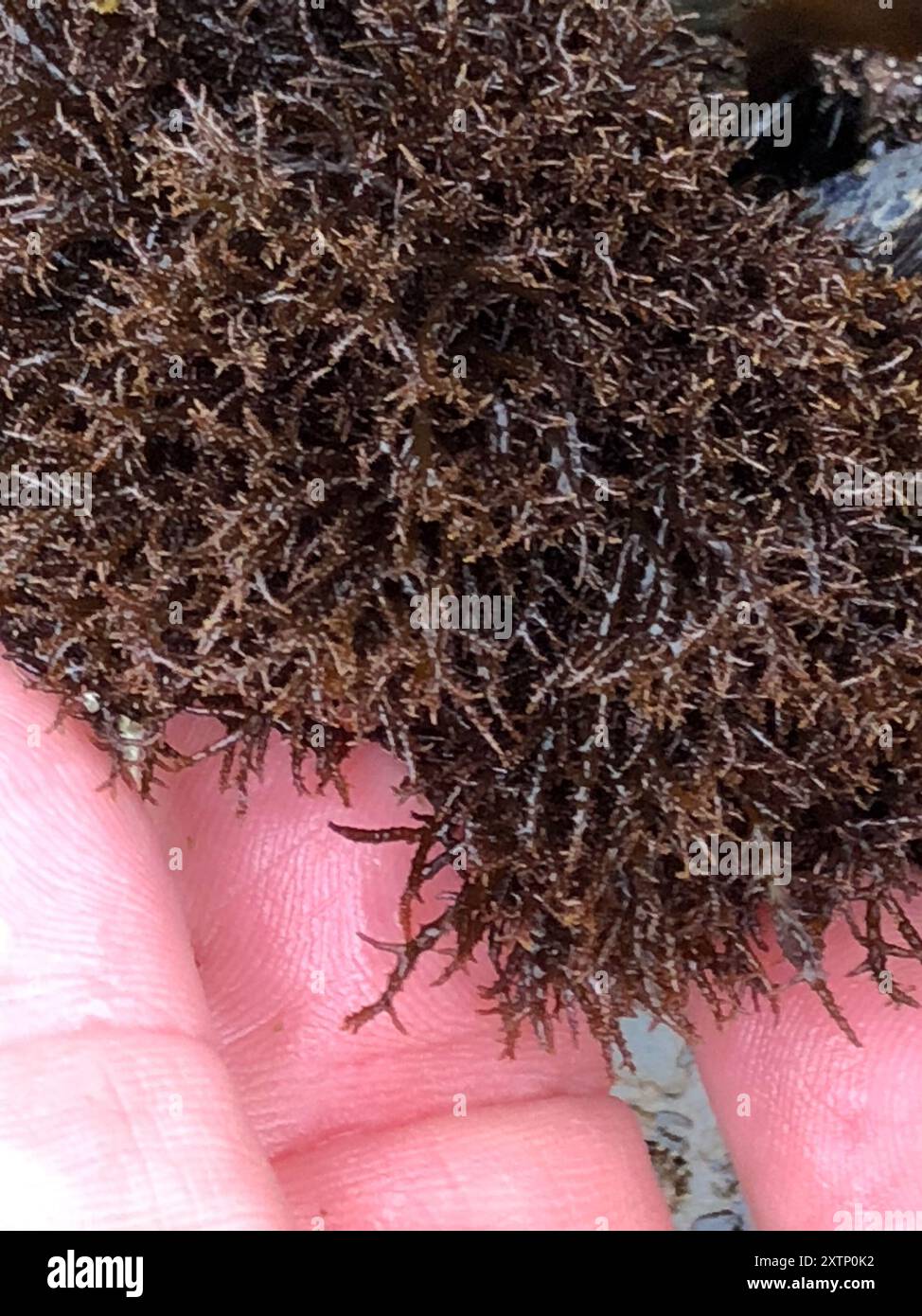 Scouring-pad alga (Endocladia muricata) Plantae Stock Photo - Alamy