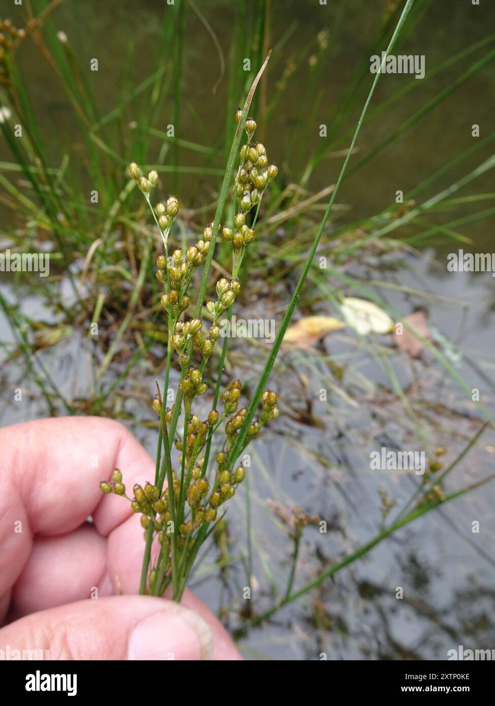 Flattened Rush (Juncus compressus) Plantae Stock Photo - Alamy