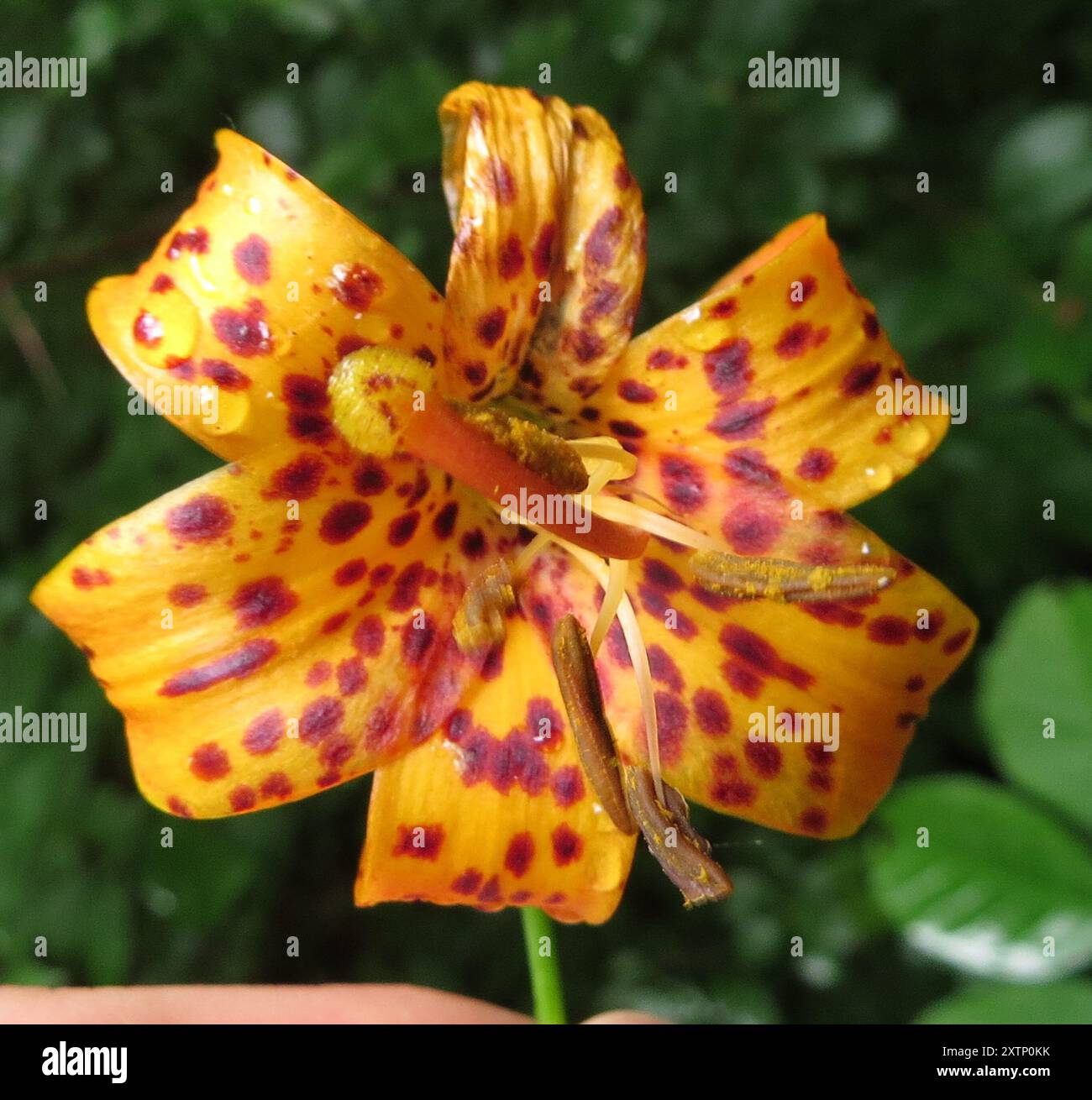 Michigan lily (Lilium michiganense) Plantae Stock Photo - Alamy