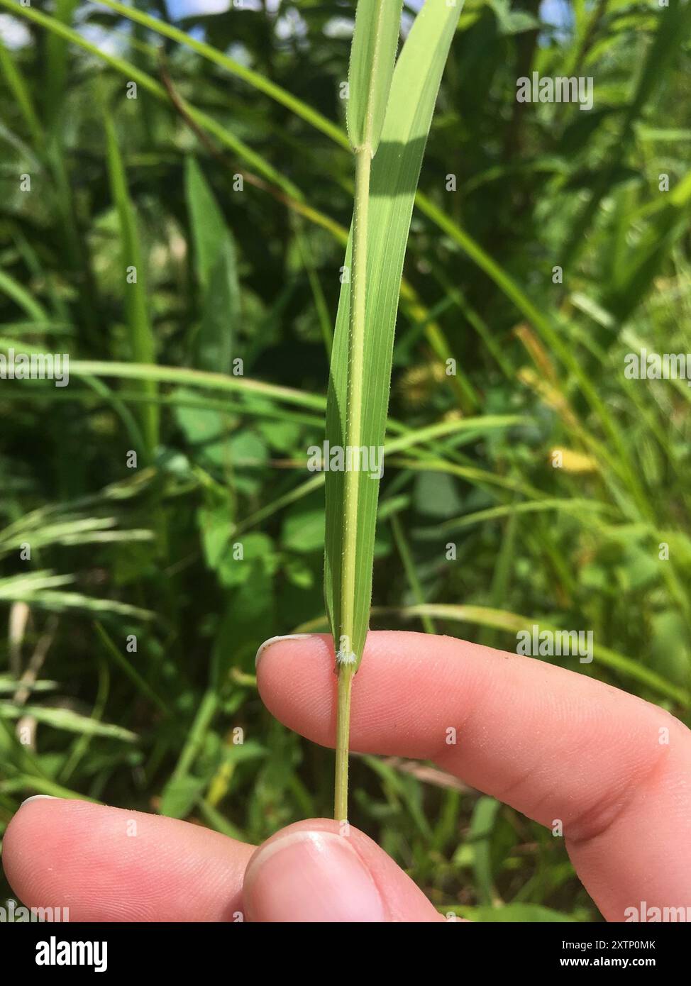 rice cutgrass (Leersia oryzoides) Plantae Stock Photo - Alamy