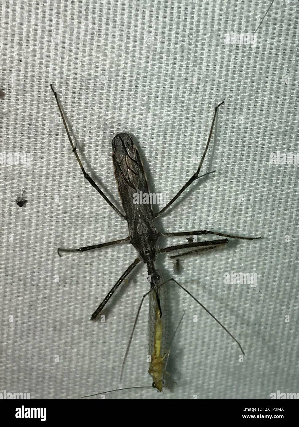 Four-spurred Assassin Bug (Zelus tetracanthus) Insecta Stock Photo - Alamy
