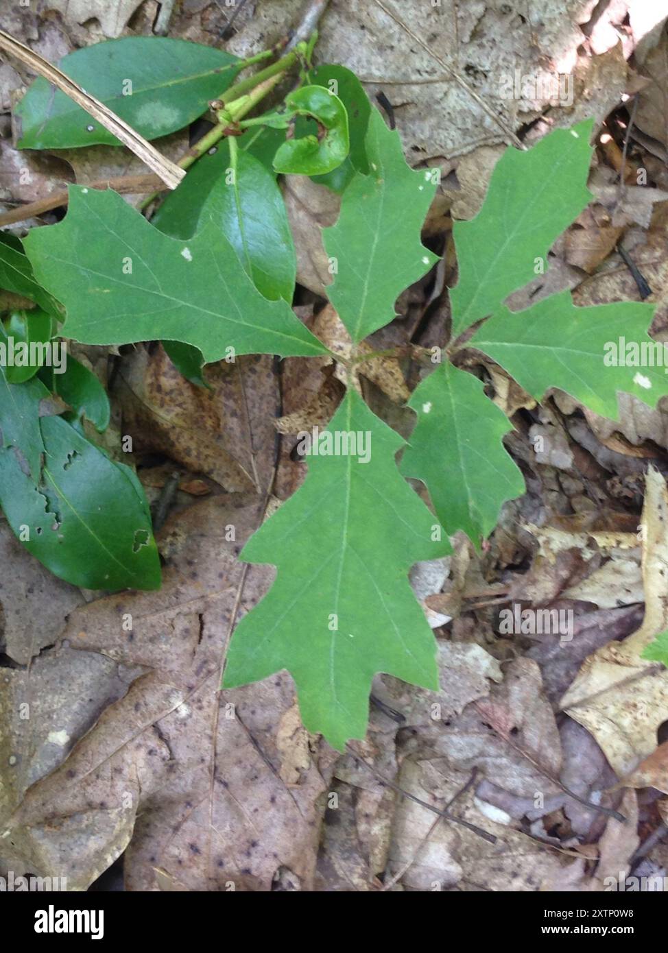 oaks (Quercus) Plantae Stock Photo - Alamy