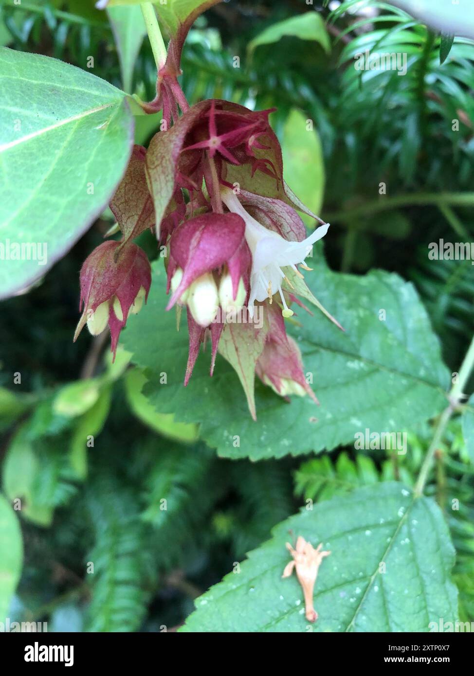 Himalayan honeysuckle (Leycesteria formosa) Plantae Stock Photo - Alamy