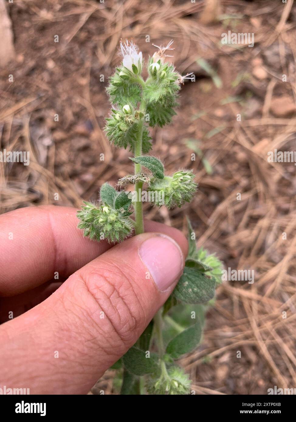 Scorpionweeds (Phacelia) Plantae Stock Photo - Alamy