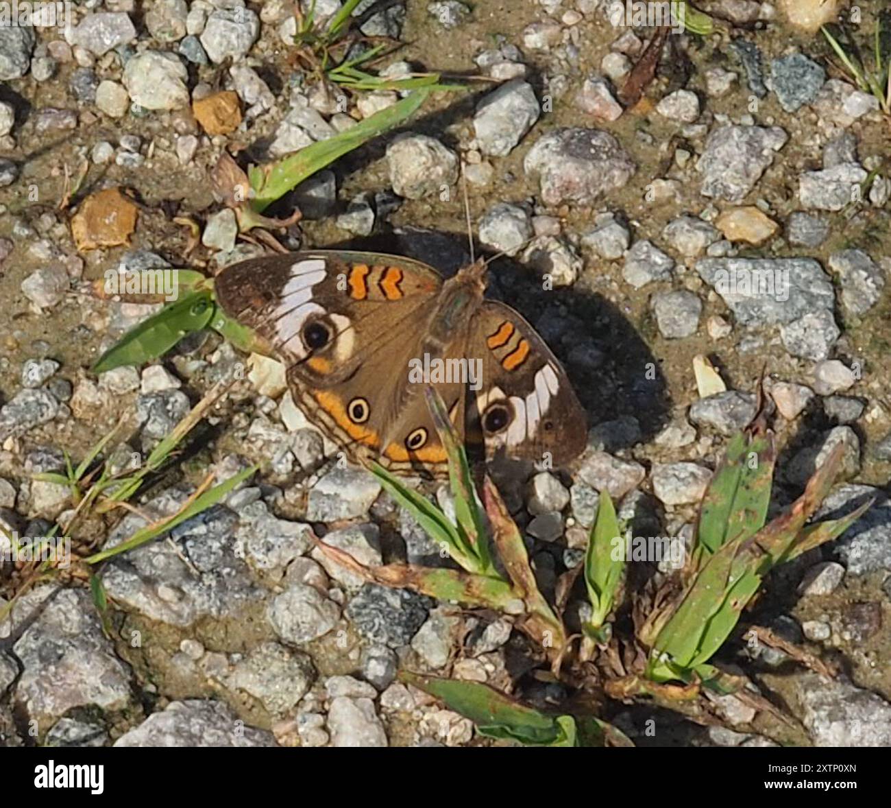 Common Buckeye (Junonia coenia) Insecta Stock Photo - Alamy