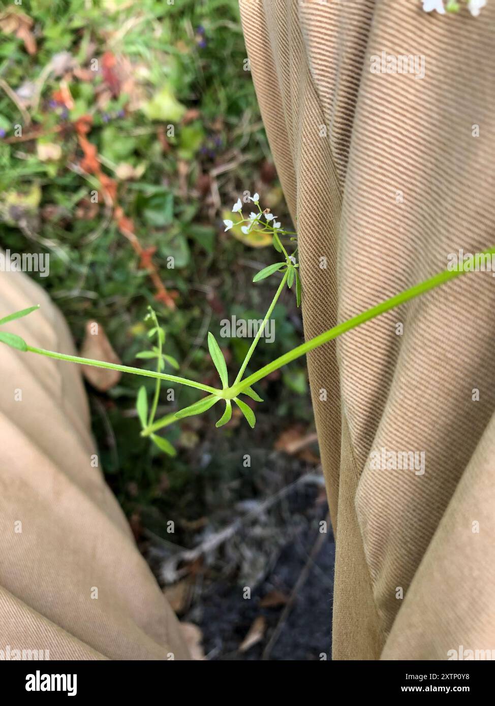 Common Marsh-bedstraw (Galium palustre) Plantae Stock Photo - Alamy