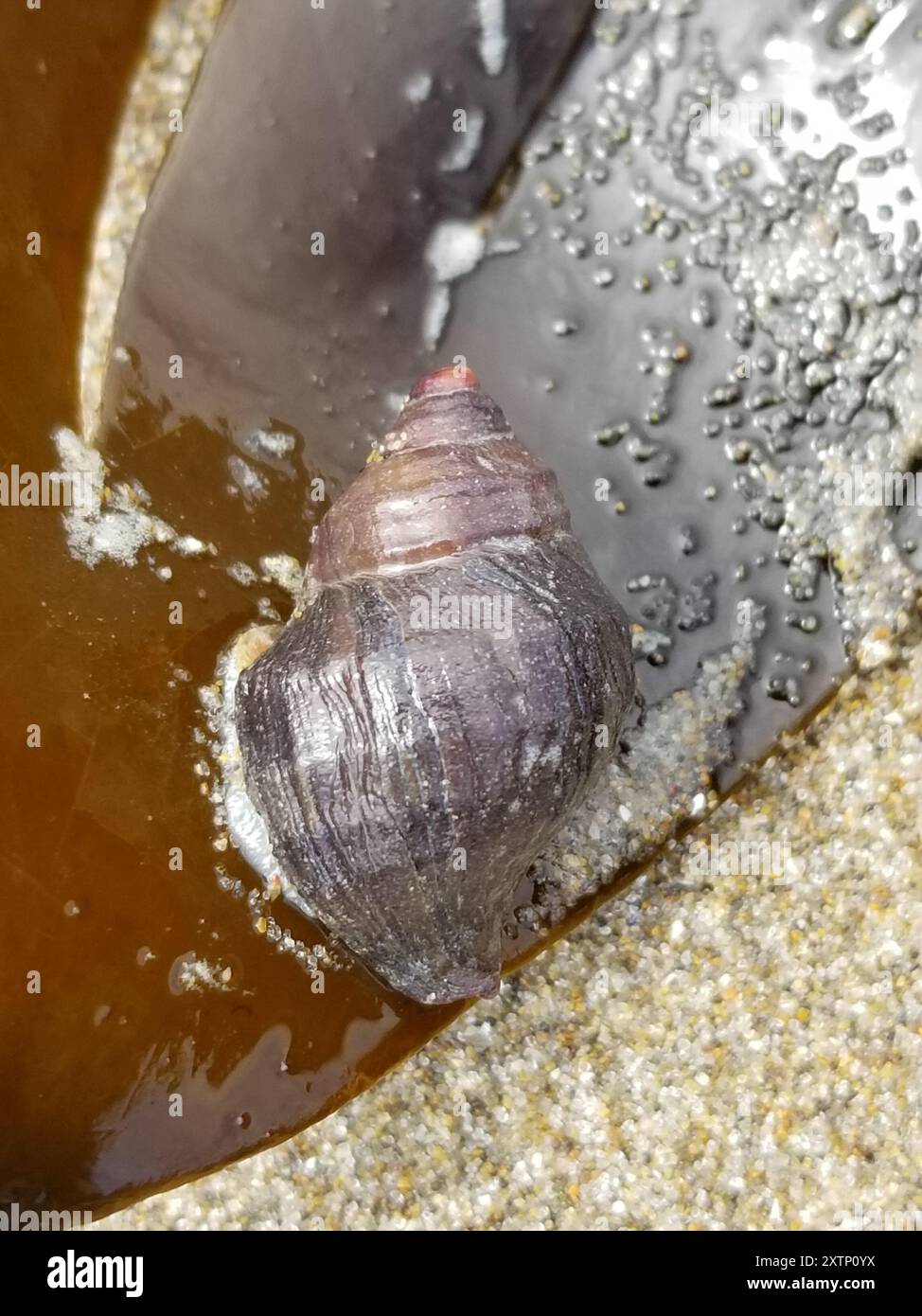 Frilled Dogwinkle (Nucella lamellosa) Mollusca Stock Photo - Alamy