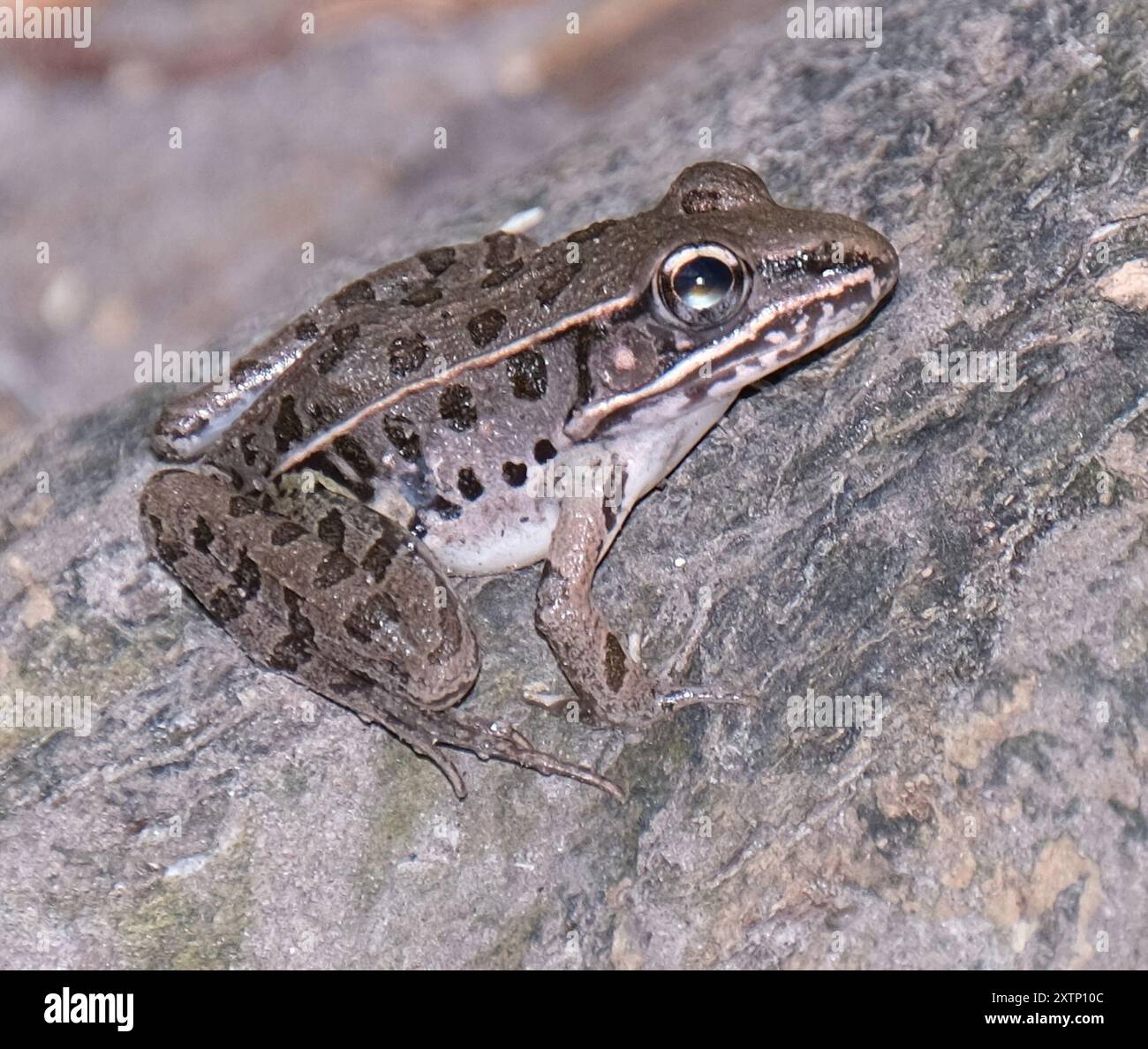 Southern Leopard Frog (Lithobates sphenocephalus) Amphibia Stock Photo ...