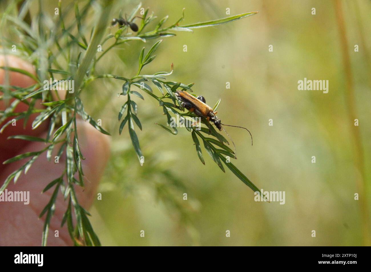 (Oedemera podagrariae) Insecta Stock Photo - Alamy