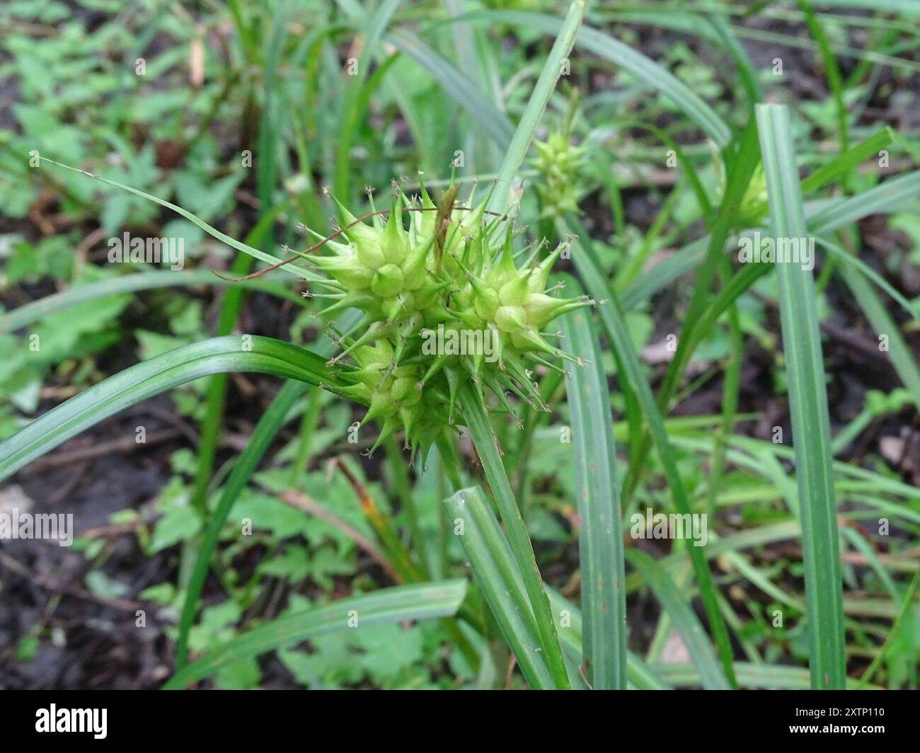 hop sedge (Carex lupulina) Plantae Stock Photo - Alamy