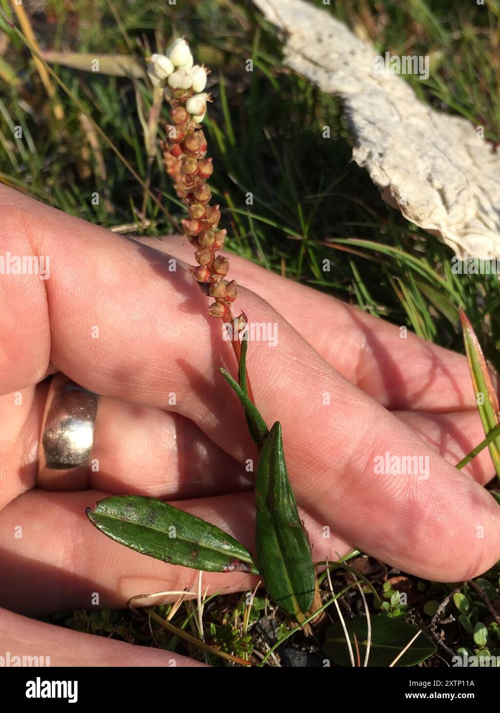 alpine bistort (Bistorta vivipara) Plantae Stock Photo - Alamy