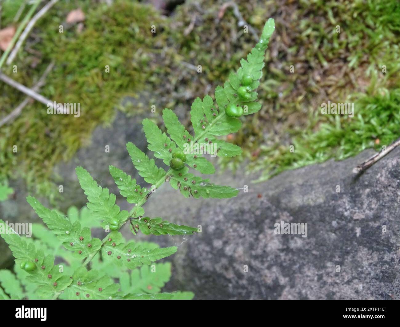 bulblet fern (Cystopteris bulbifera) Plantae Stock Photo - Alamy
