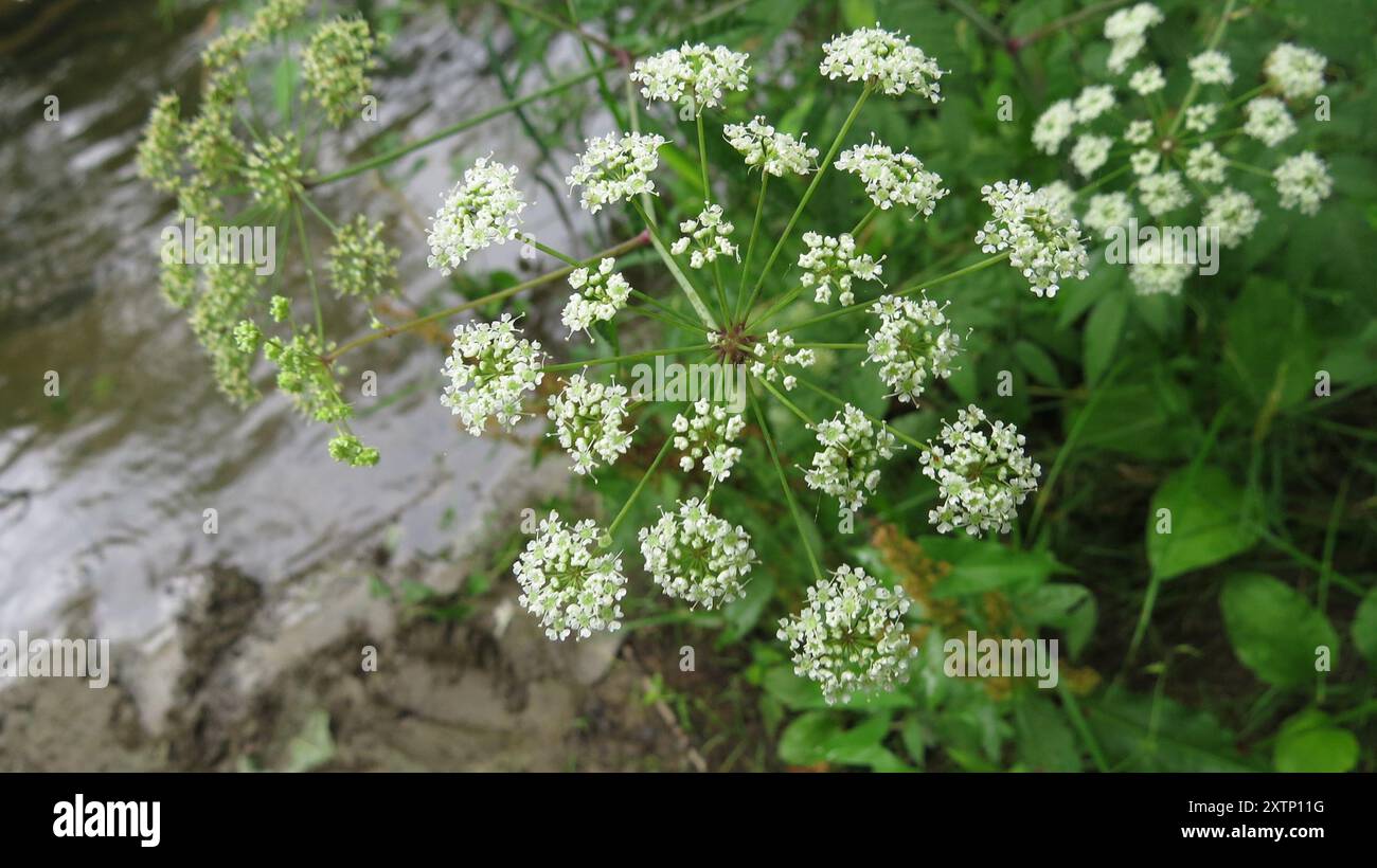 water hemlock (Cicuta maculata) Plantae Stock Photo - Alamy
