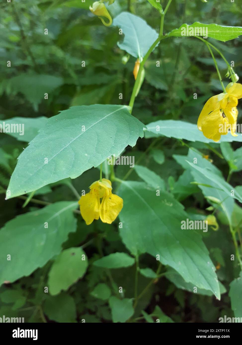 Touch-me-not Balsam (Impatiens noli-tangere) Plantae Stock Photo - Alamy