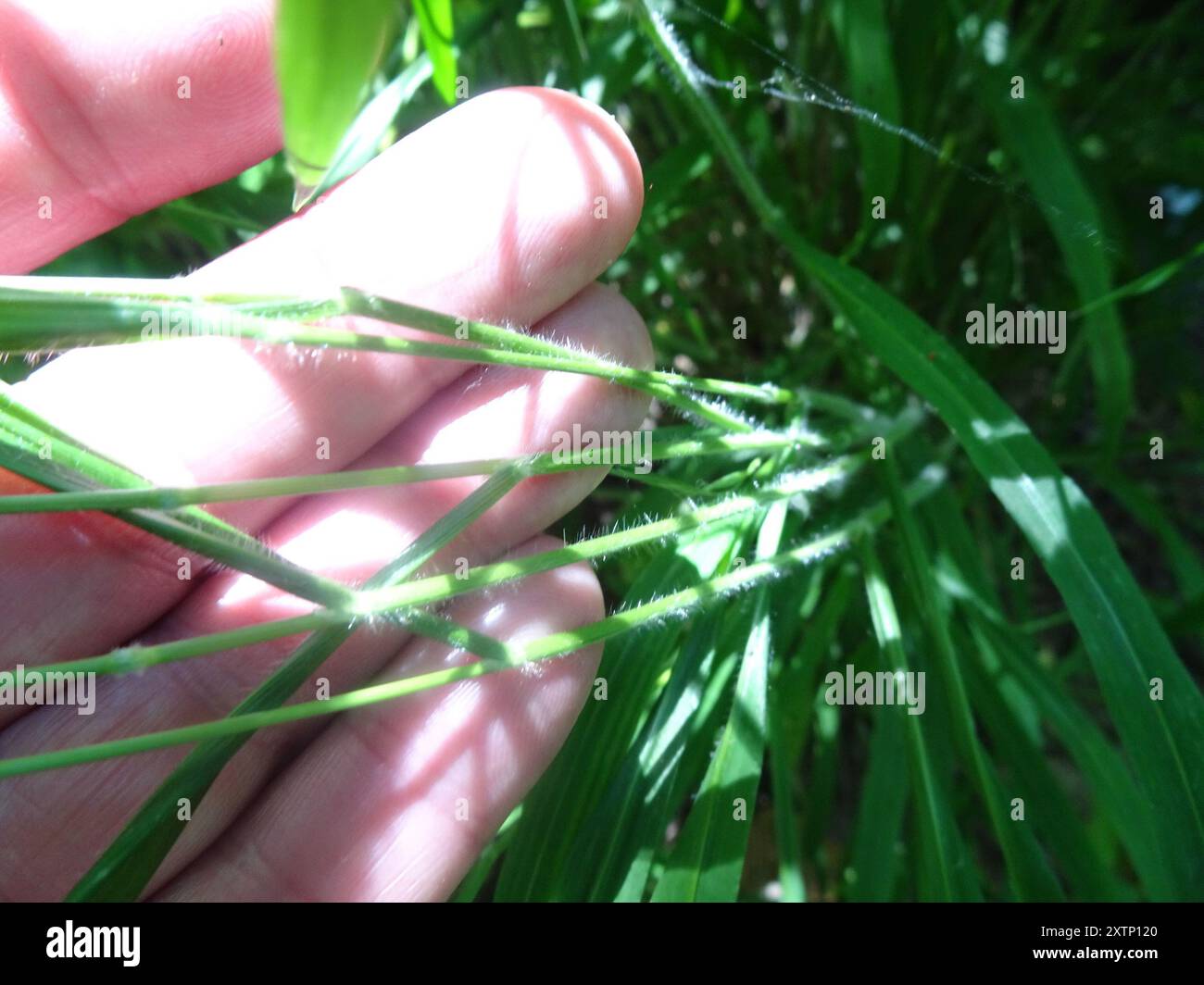Slender False Brome (Brachypodium sylvaticum) Plantae Stock Photo - Alamy