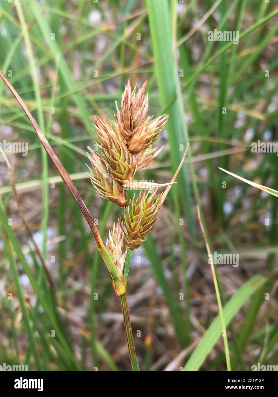 oval sedge (Carex leporina) Plantae Stock Photo - Alamy