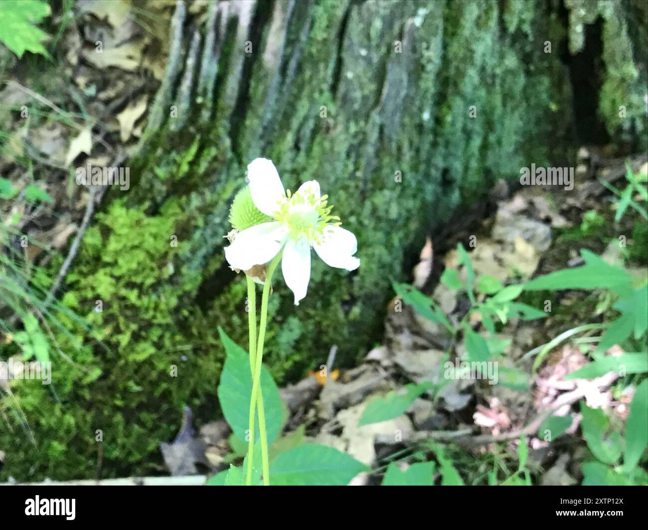tall thimbleweed (Anemone virginiana) Plantae Stock Photo - Alamy