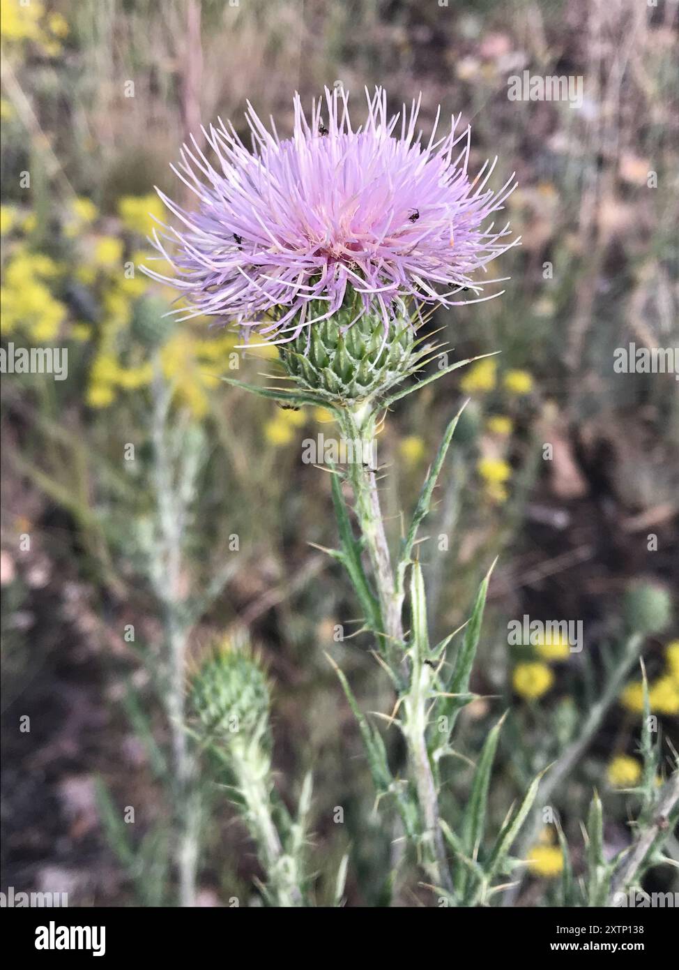 New Mexico thistle (Cirsium neomexicanum) Plantae Stock Photo - Alamy