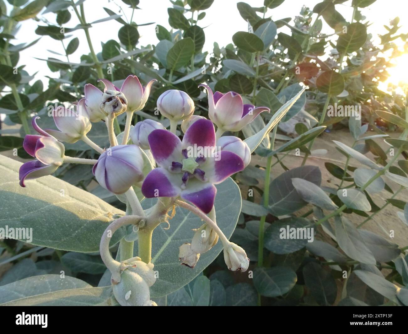 giant milkweed (Calotropis procera) Plantae Stock Photo - Alamy