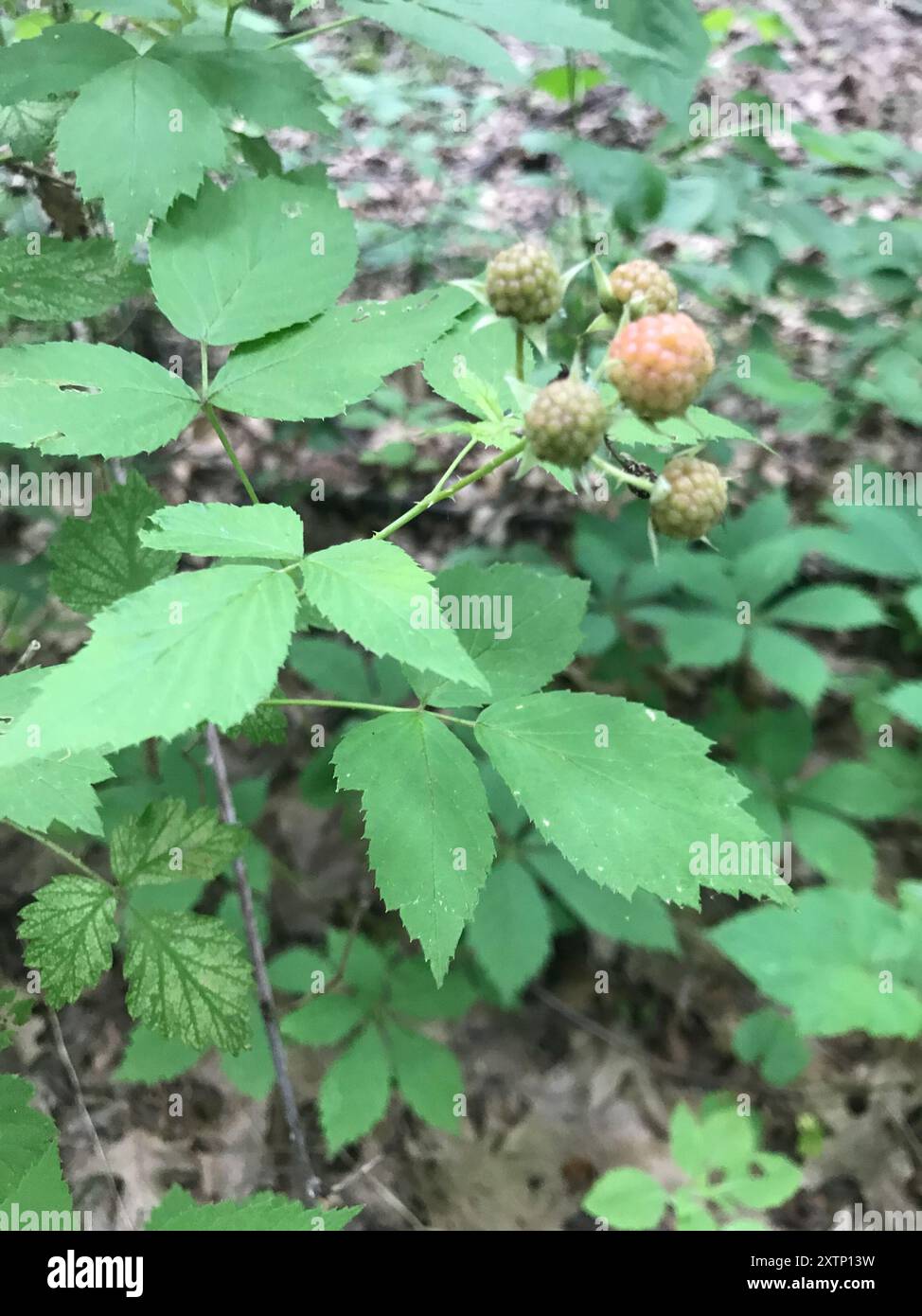 black raspberry (Rubus occidentalis) Plantae Stock Photo - Alamy