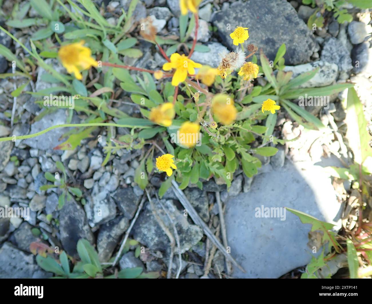 balsam ragwort (Packera paupercula) Plantae Stock Photo - Alamy