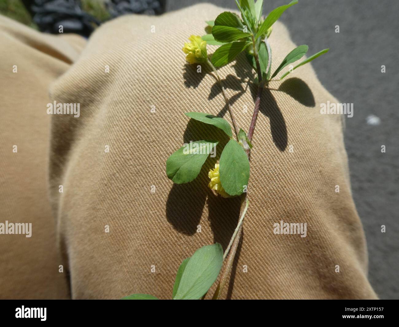 Lesser hop trefoil (Trifolium dubium) Plantae Stock Photo - Alamy