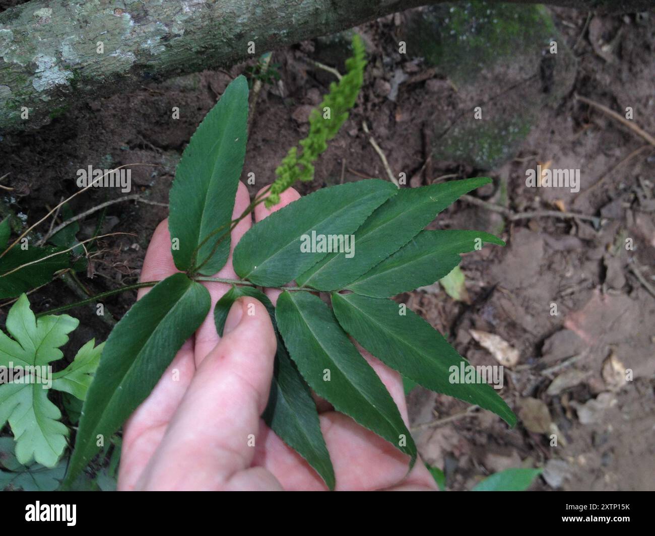 (Anemia phyllitidis phyllitidis) Plantae Stock Photo - Alamy