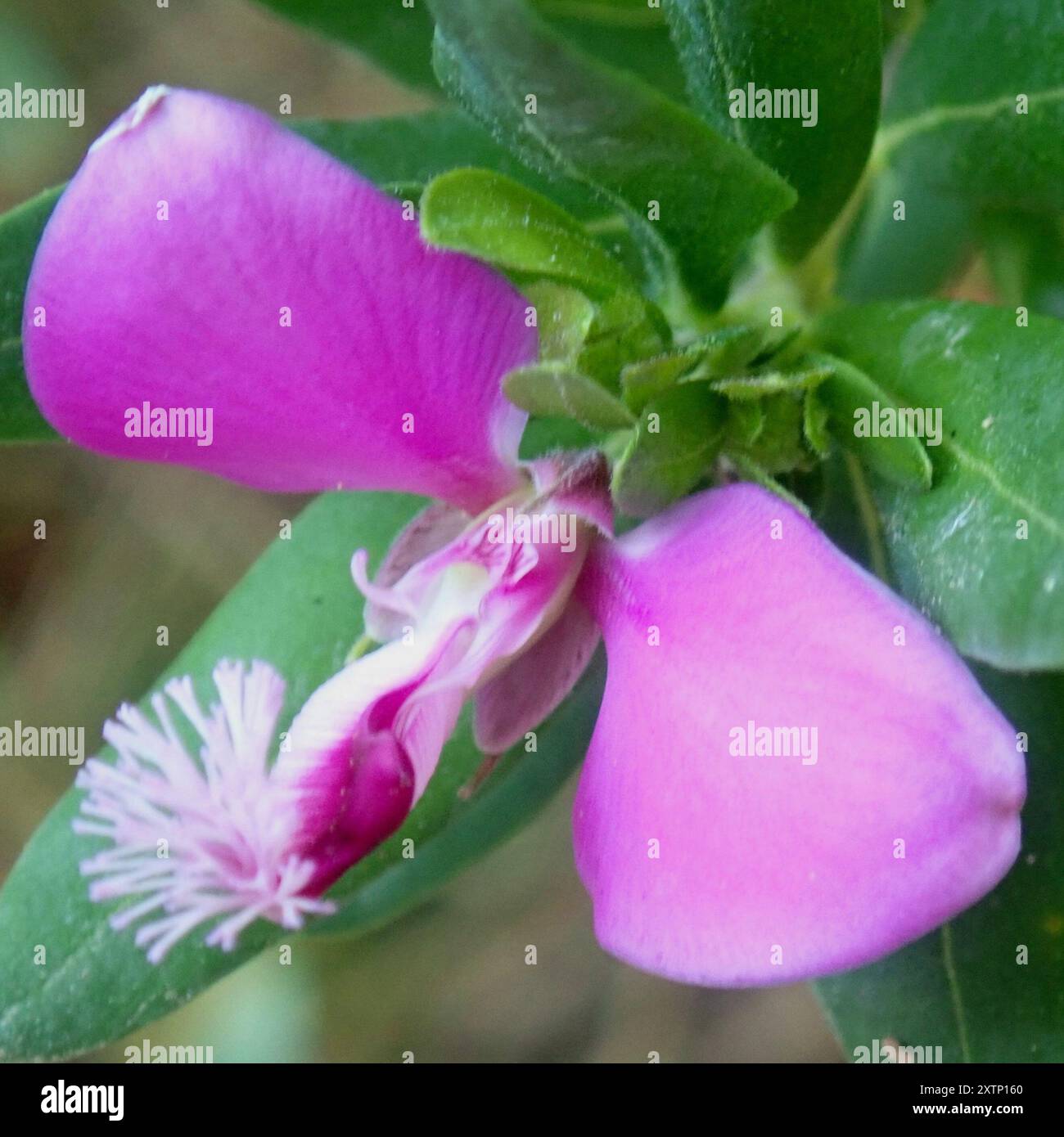 Septemberbush (Polygala myrtifolia myrtifolia) Plantae Stock Photo - Alamy