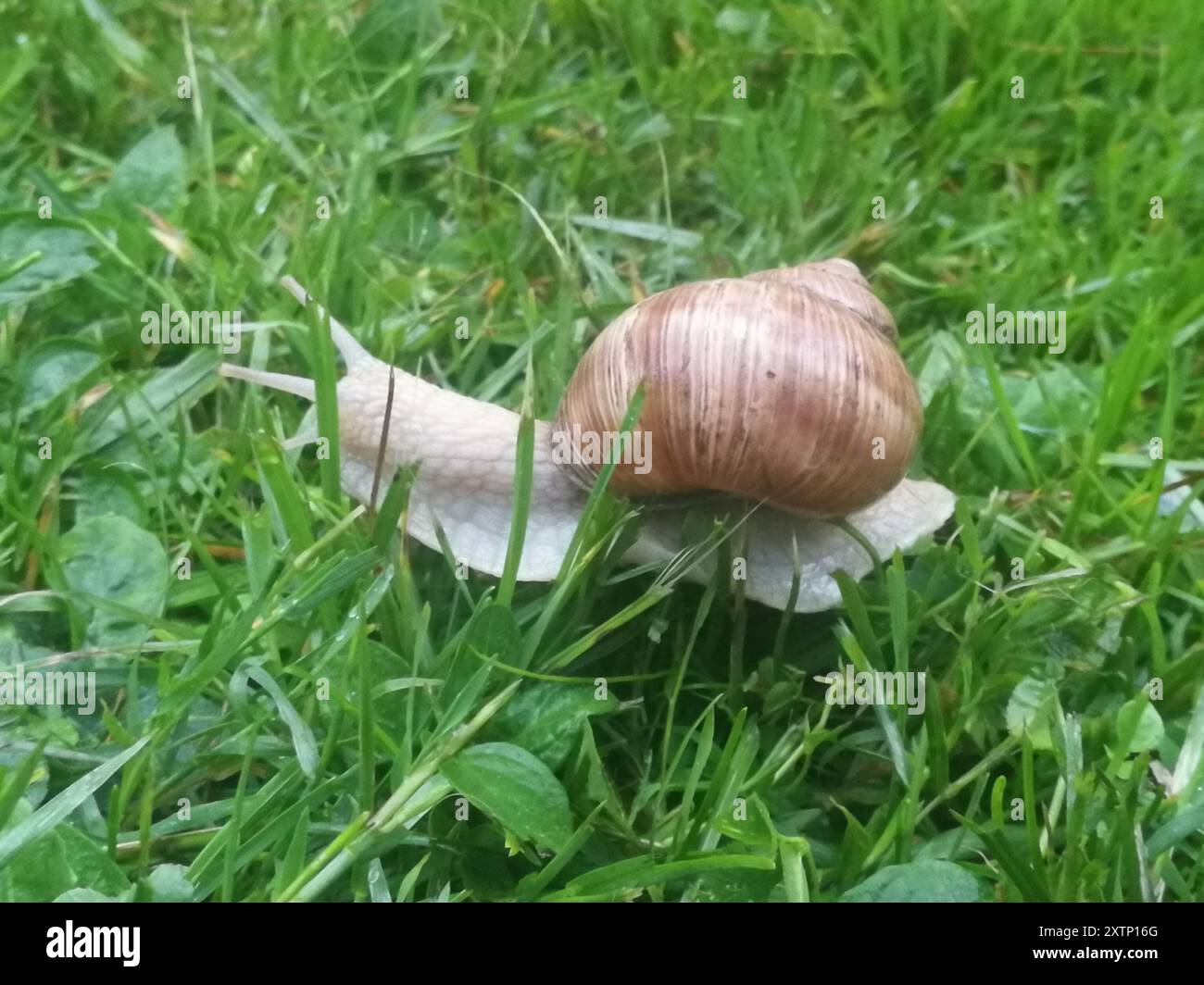Roman Snail (Helix pomatia) Mollusca Stock Photo - Alamy