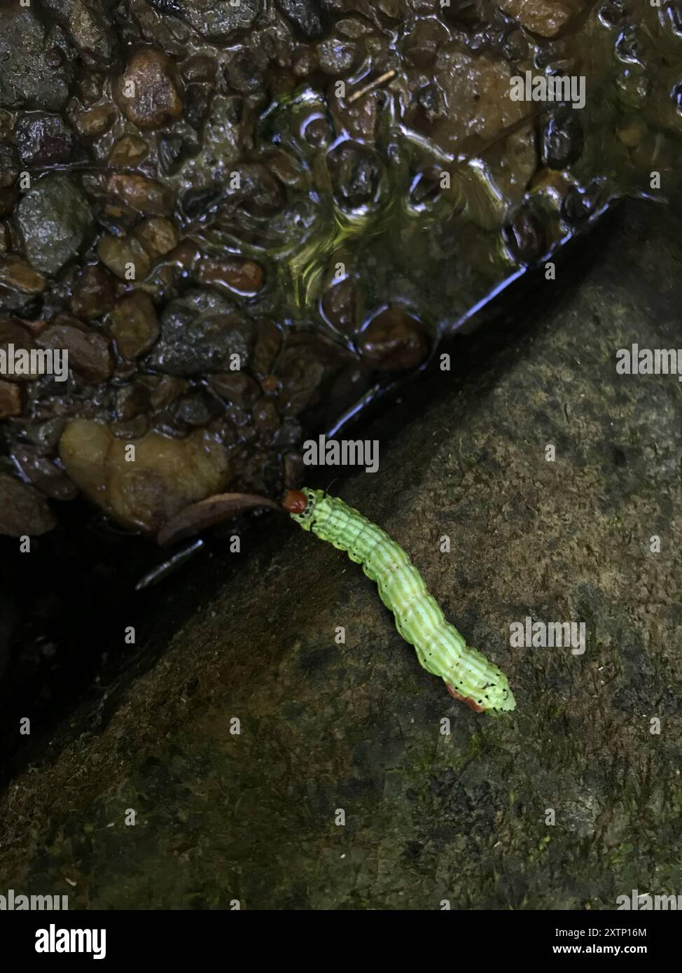 Rosy Maple Moth (Dryocampa rubicunda) Insecta Stock Photo - Alamy