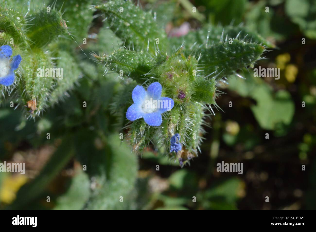 small bugloss (Anchusa arvensis) Plantae Stock Photo - Alamy