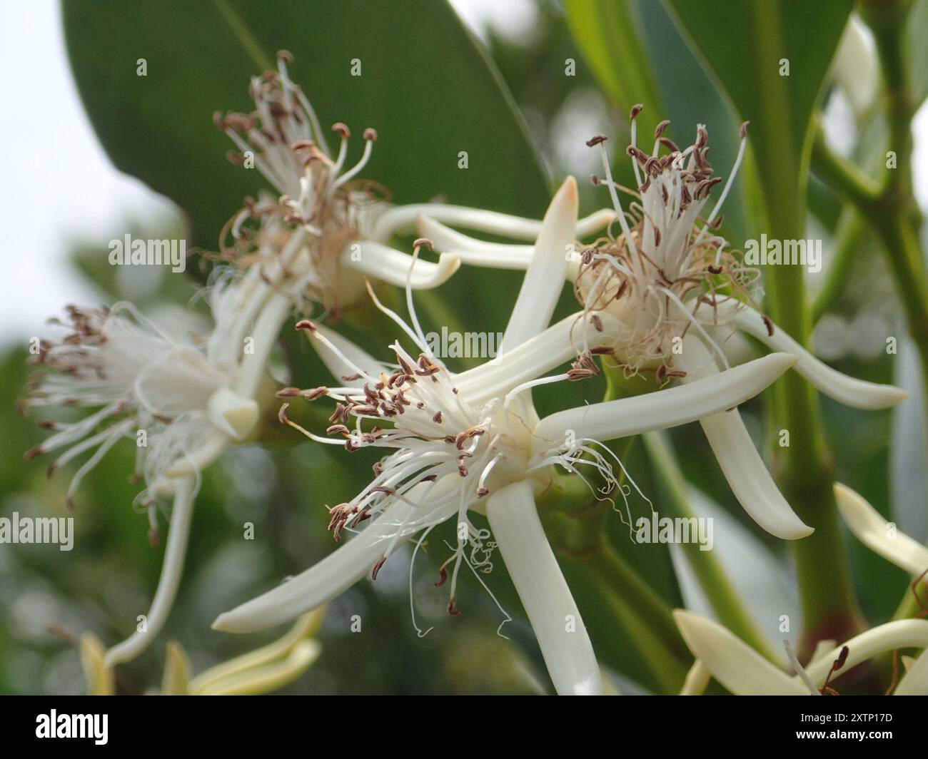 (Kandelia obovata) Plantae Stock Photo - Alamy