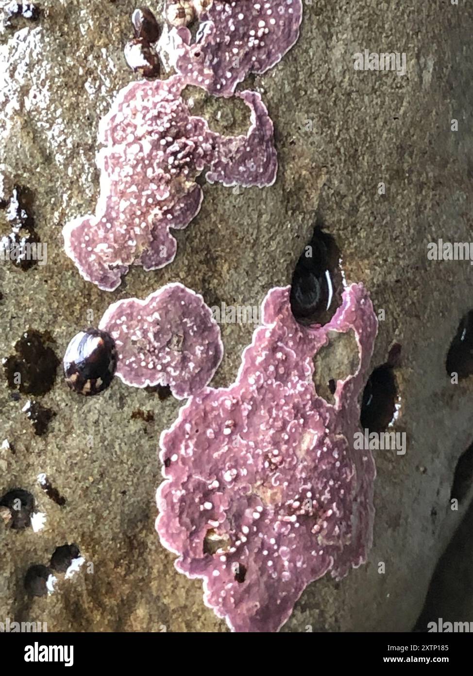 Crustose coralline algae (Lithothamnion) Plantae Stock Photo - Alamy