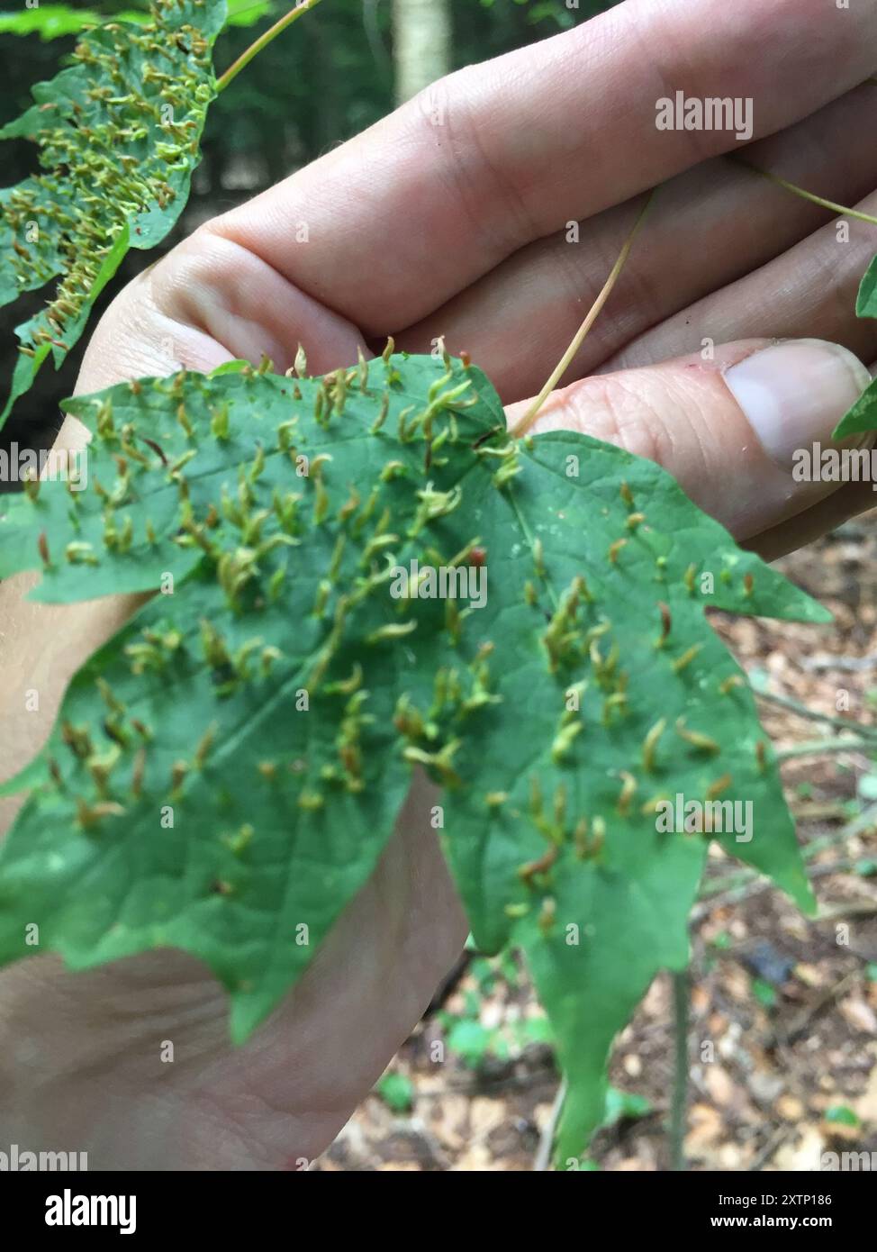 Maple Spindle Gall Mite (Vasates aceriscrumena) Arachnida Stock Photo ...