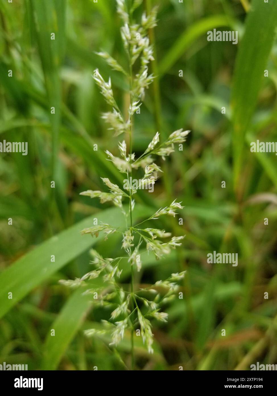 Smooth Meadow-grass (Poa pratensis) Plantae Stock Photo - Alamy