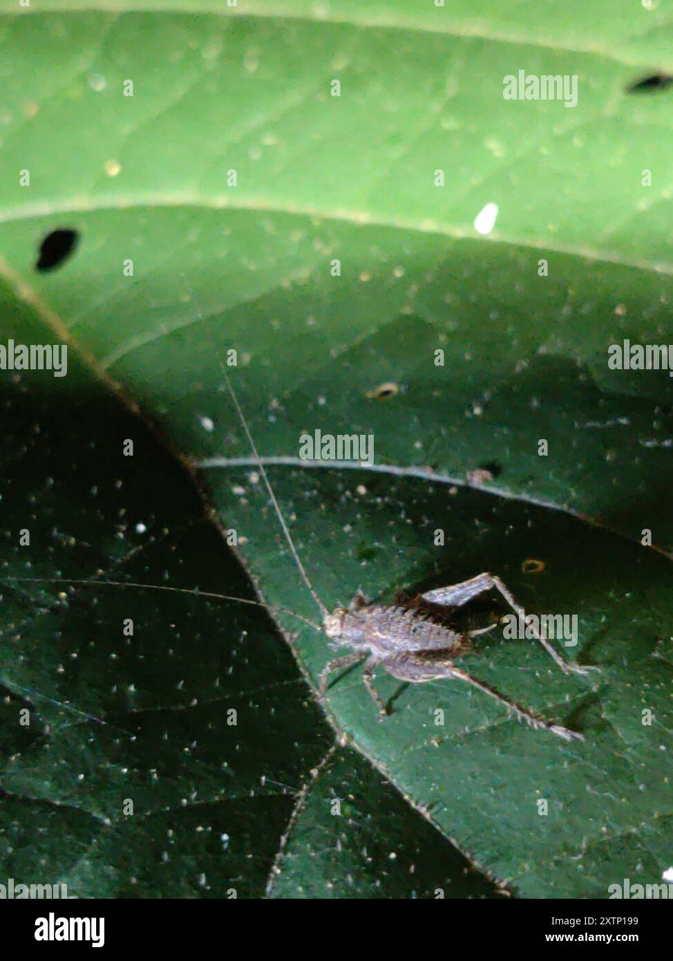 Hapithus hi-res stock photography and images - Alamy
