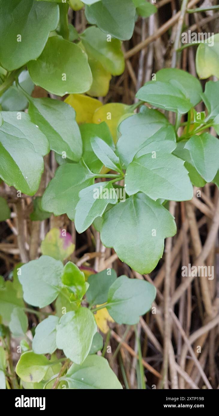 creeping groundsel (Senecio angulatus) Plantae Stock Photo - Alamy