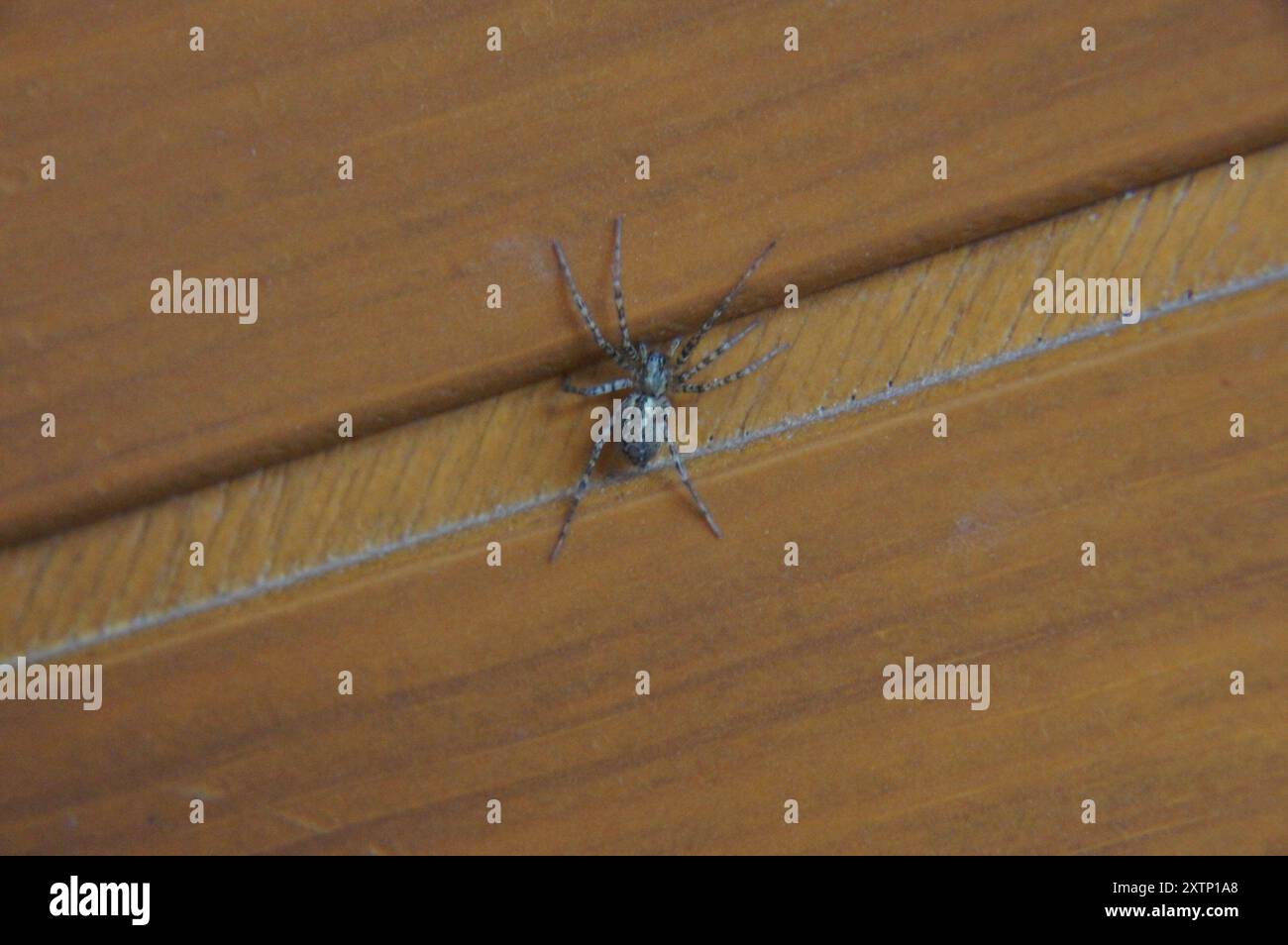 House Funnel-web Spiders (Tegenaria) Arachnida Stock Photo - Alamy