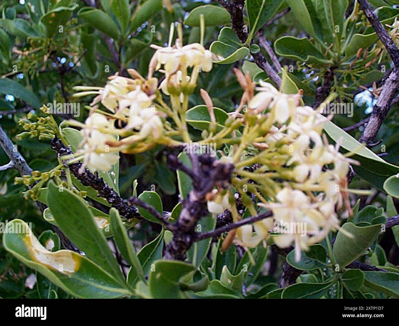Common Bride's Bush (Pavetta gardeniifolia) Plantae Stock Photo - Alamy