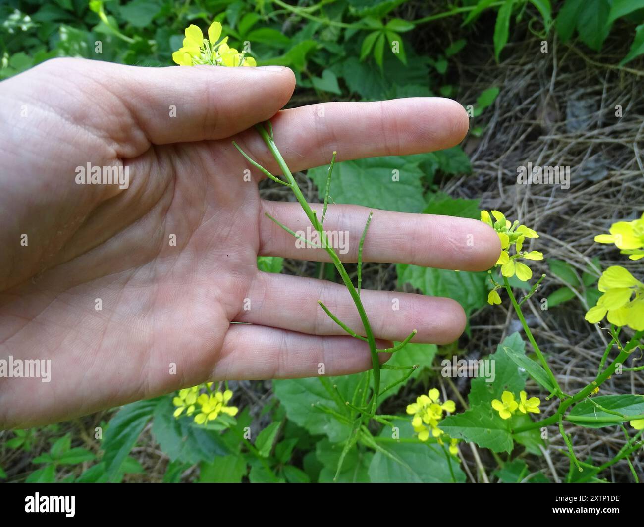 charlock (Mutarda arvensis) Plantae Stock Photo - Alamy