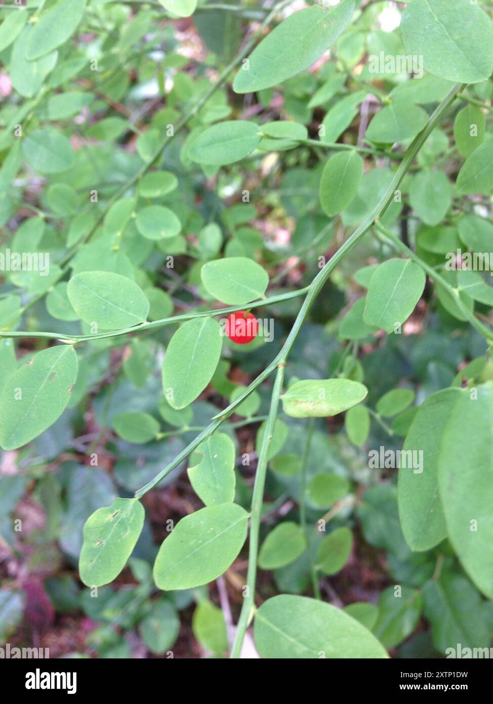 Red Huckleberry (Vaccinium parvifolium) Plantae Stock Photo - Alamy
