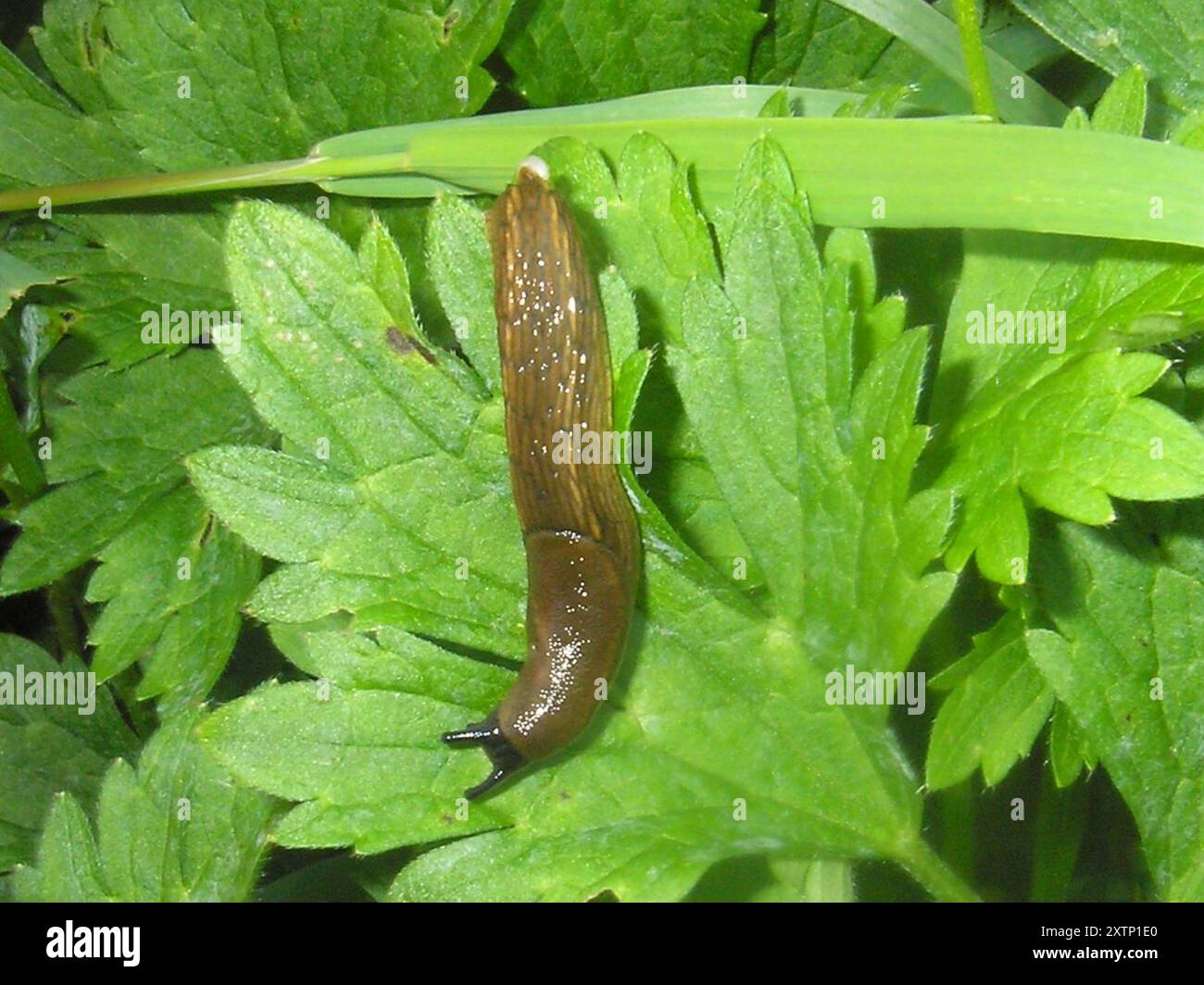Arion Slugs (Arion) Mollusca Stock Photo - Alamy