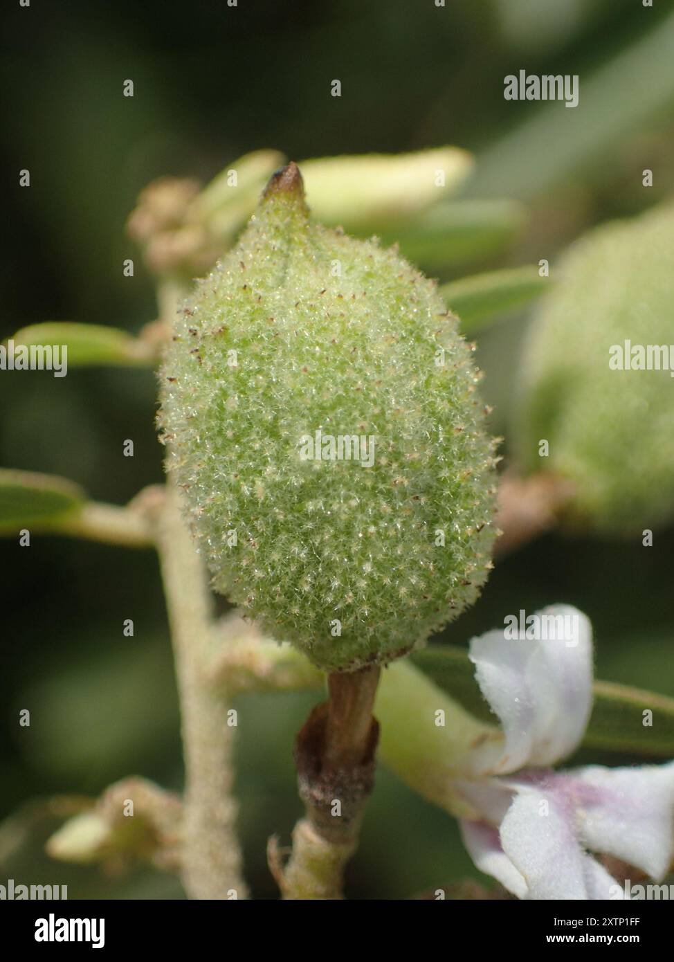 Narrow-leaved Screwtree (Helicteres angustifolia) Plantae Stock Photo ...