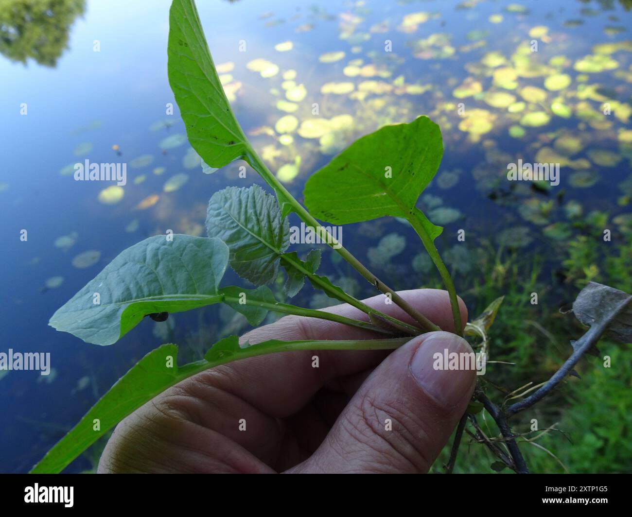 Bog Yellowcress (Rorippa palustris) Plantae Stock Photo - Alamy