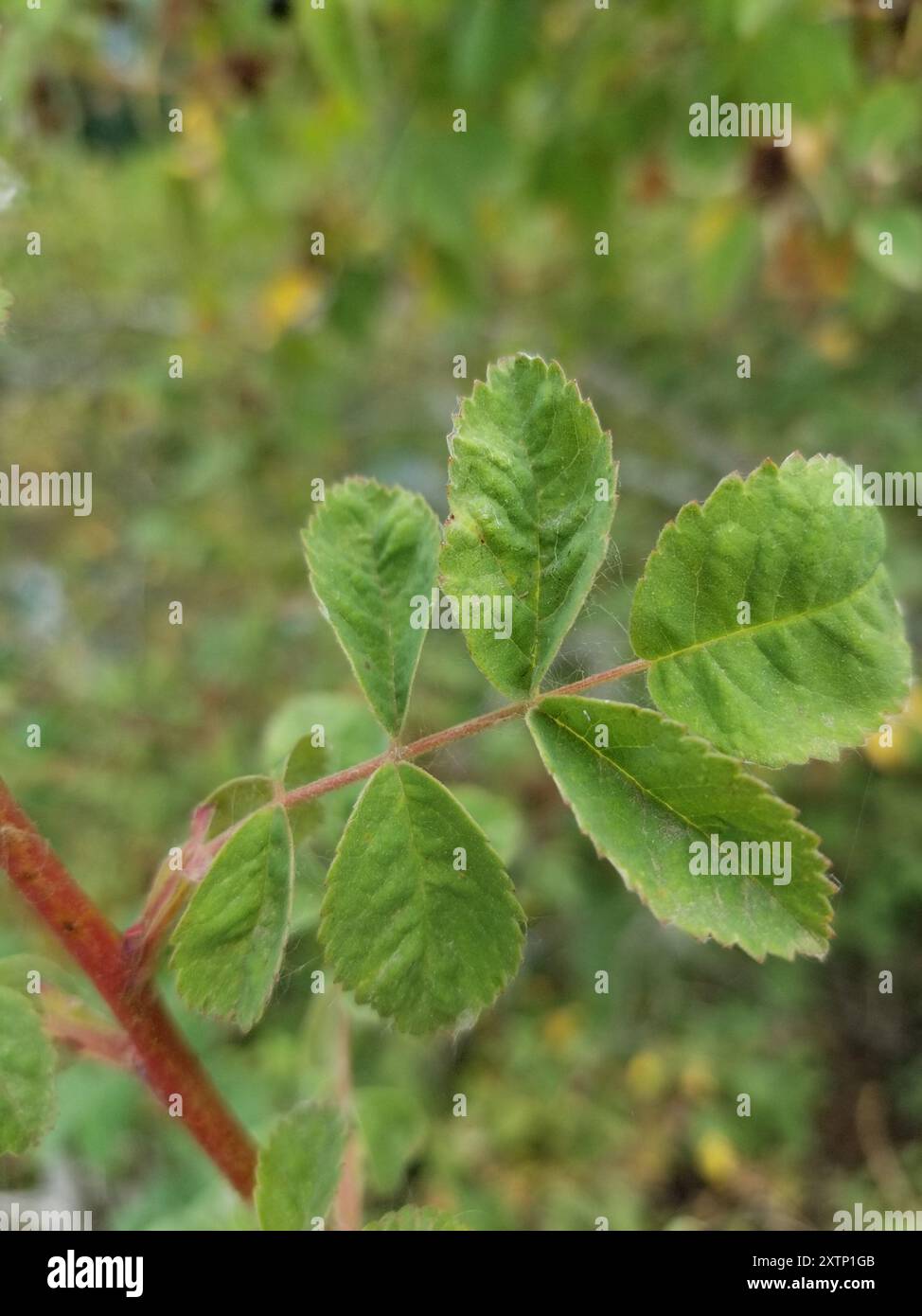 Nootka rose (Rosa nutkana) Plantae Stock Photo - Alamy