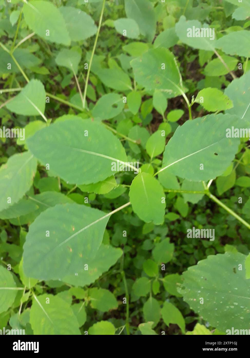 touch-me-nots (Impatiens) Plantae Stock Photo - Alamy