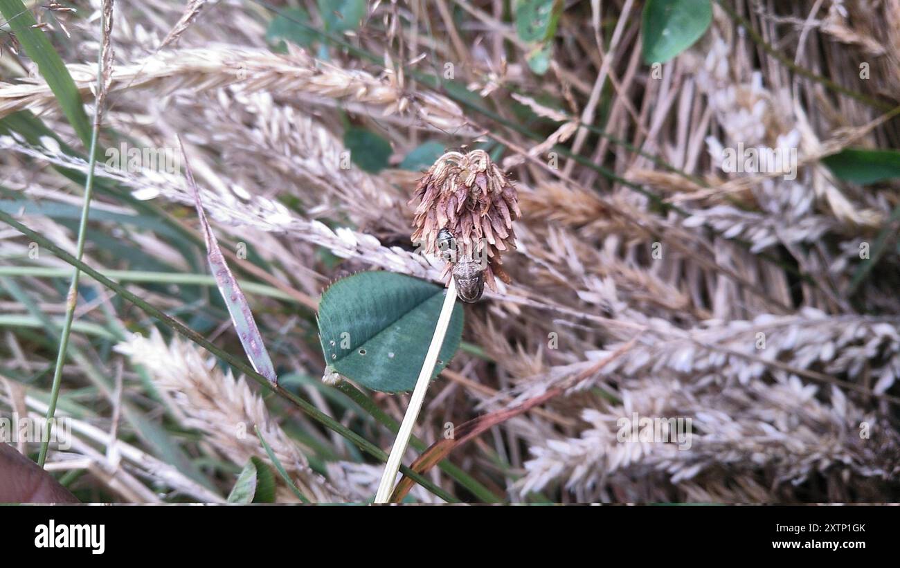 (Neottiglossa leporina) Insecta Stock Photo - Alamy