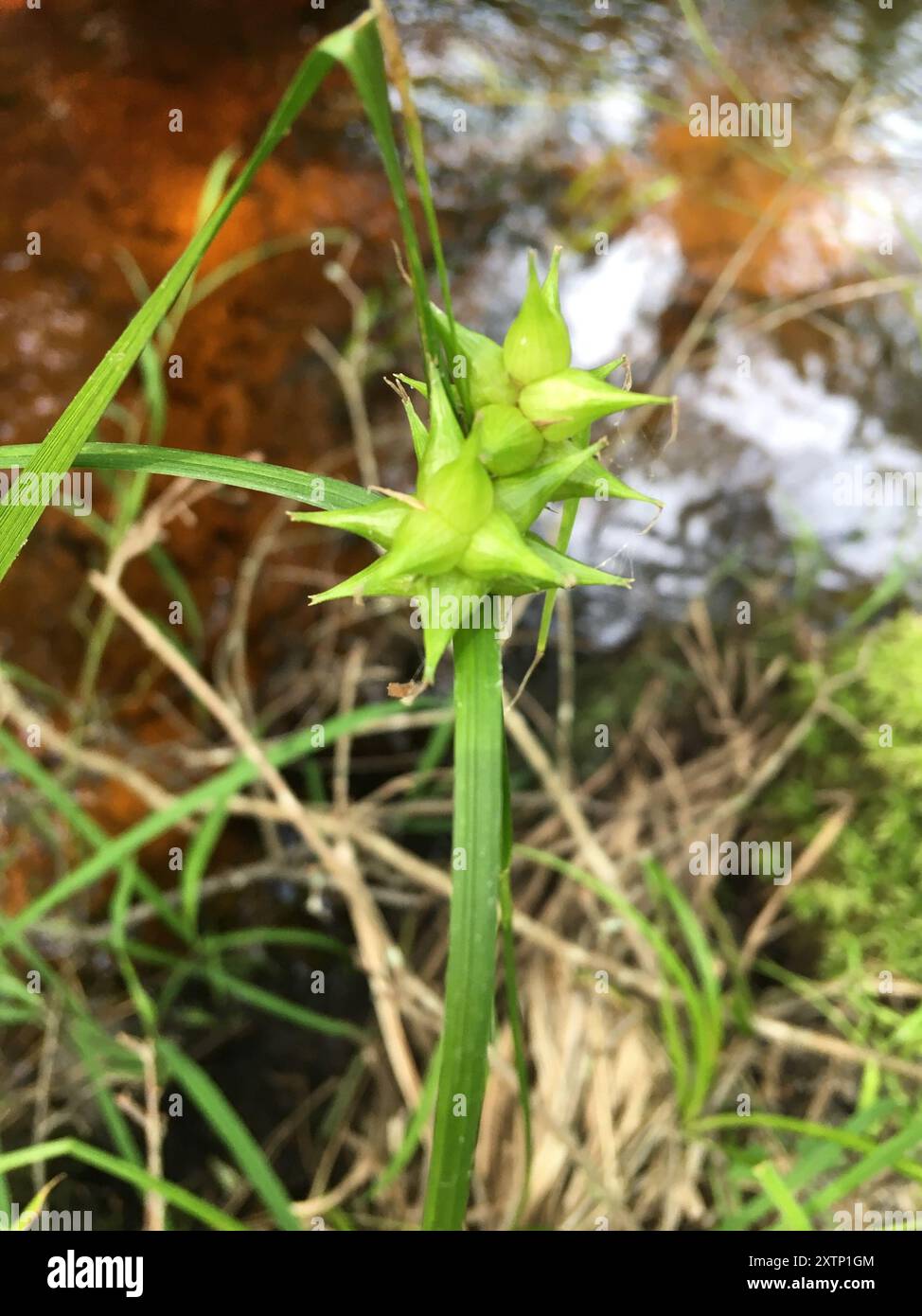 Gray's sedge (Carex grayi) Plantae Stock Photo - Alamy
